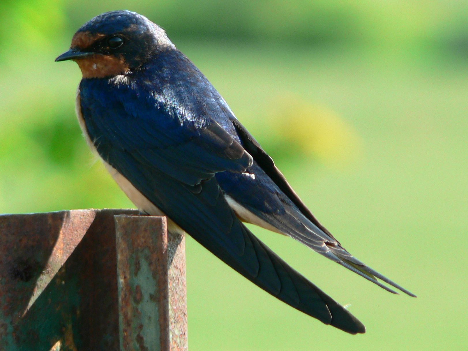 Perché le rondini partono in autunno - Risposte360