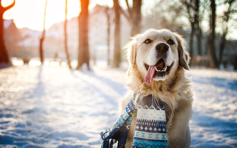 Perché si dice fa un freddo cane - Risposte360